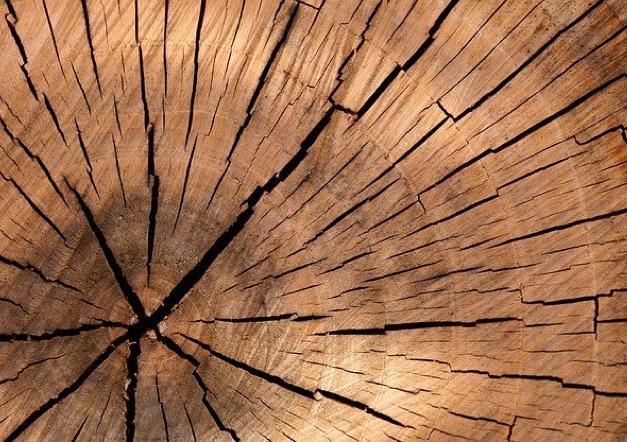 Eichenholz – Eigenschaften & Pflege | meingartenversand.de